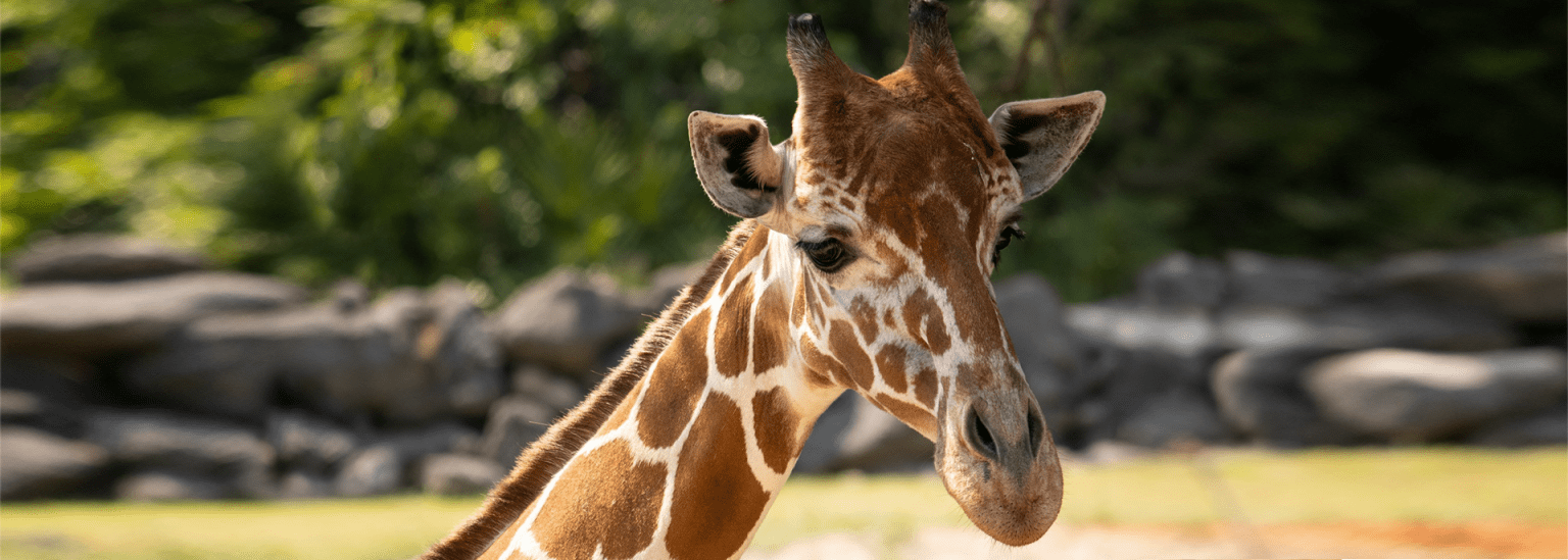 About Our Legacy Campaign - ECZS Legacy Campaign